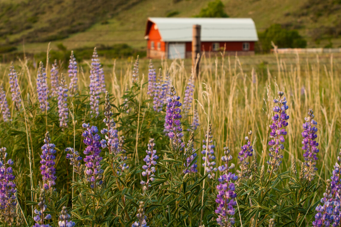 A Guide to Visiting the Best Lavender Farm in the USA