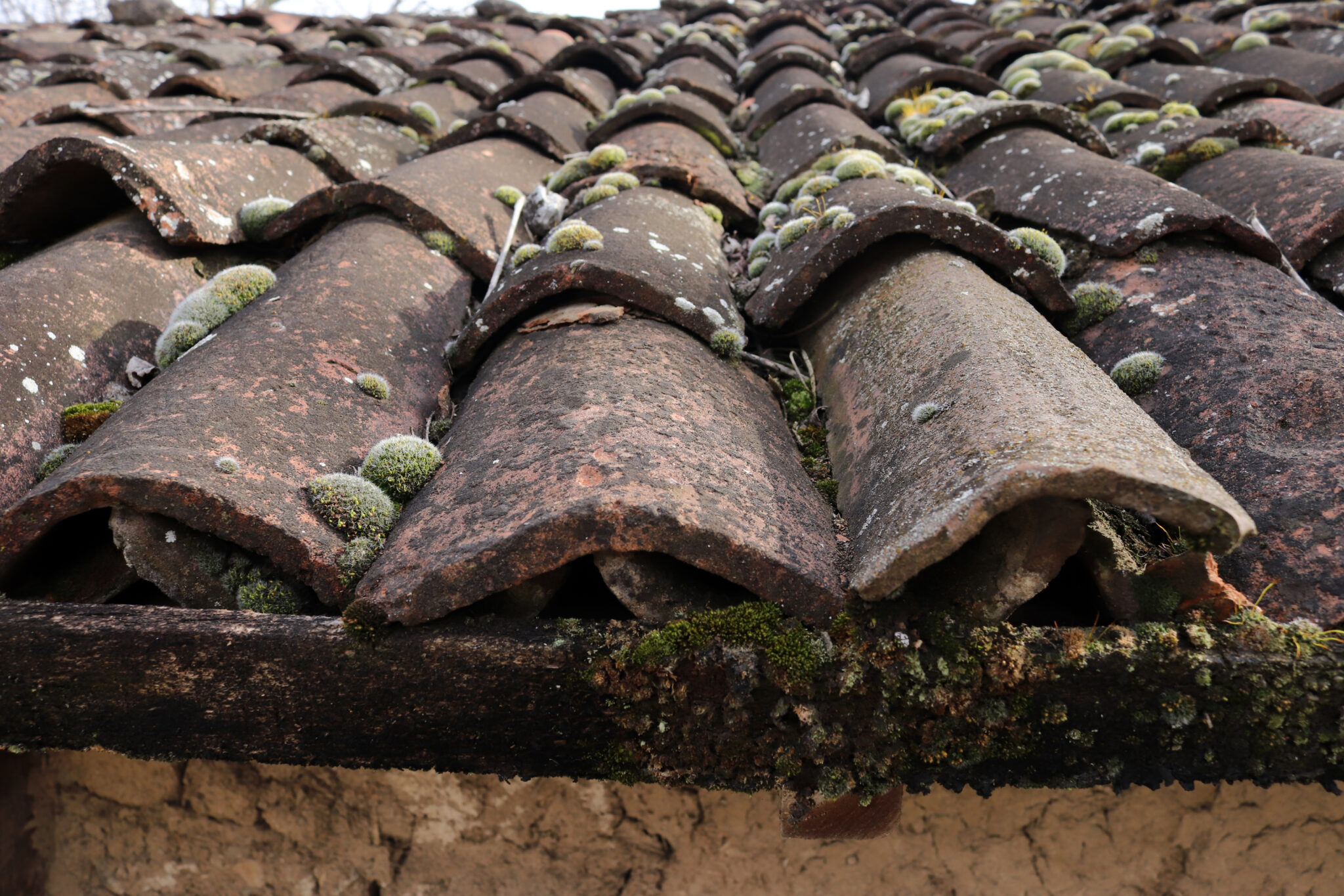 The Dangers of Mold and Algae on a Roof