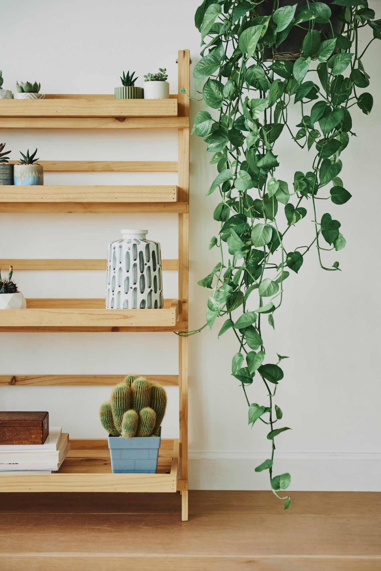 Adding Greenery to Home Decor - The Power of Plants - Living Out Joy