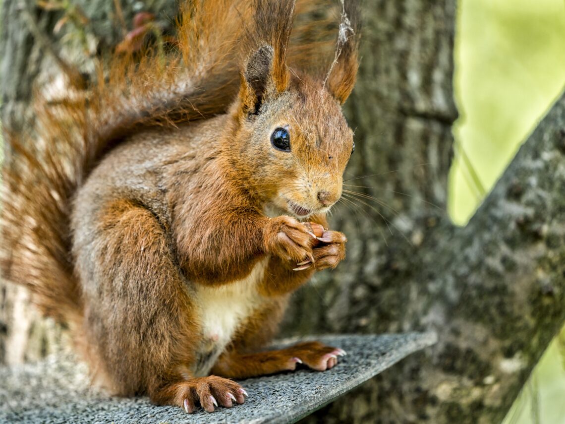 Squirrel-Proof Your Garden with These Genius Natural Tips Now - Living ...