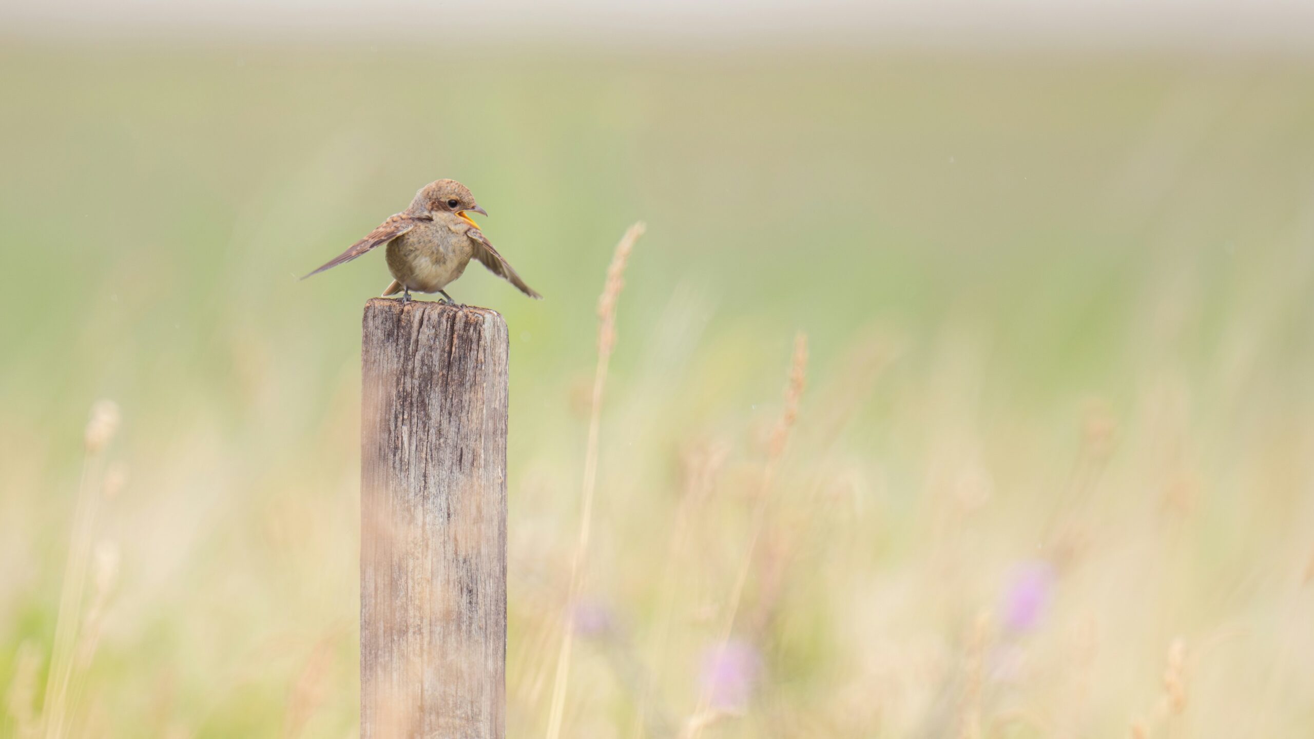Bird Feeder Pole: Create Your Backyard Wildlife Oasis - Living Out Joy